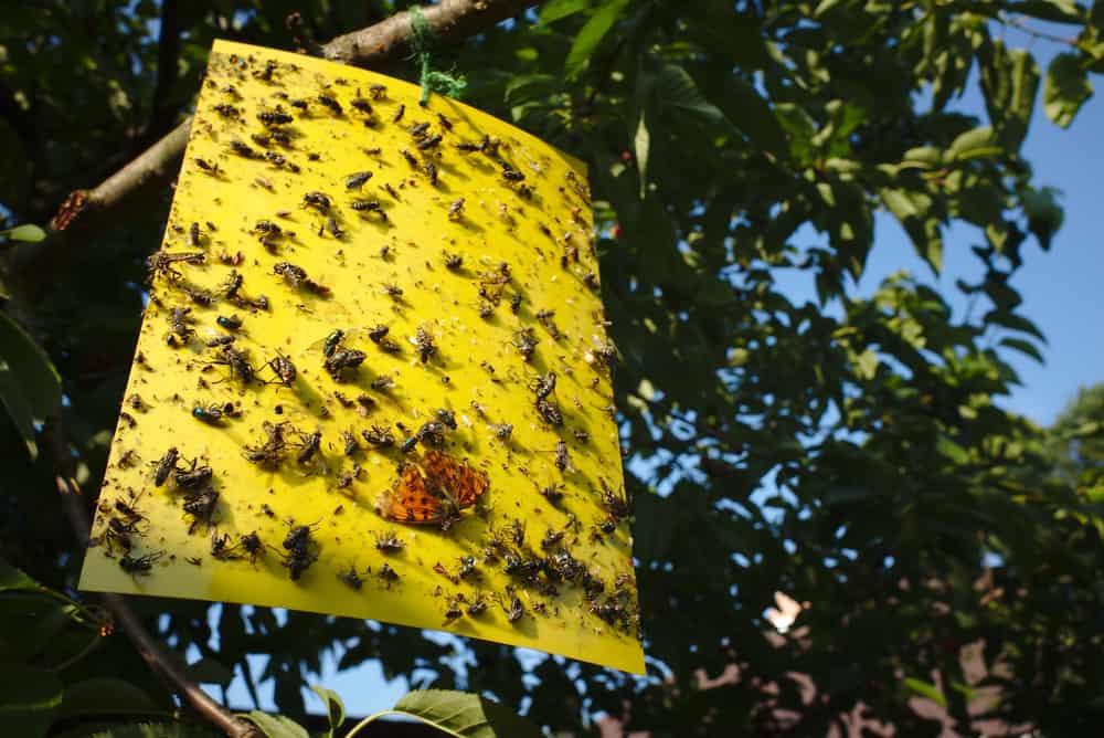 The Importance of Effective Pest Control in Agriculture | Davik